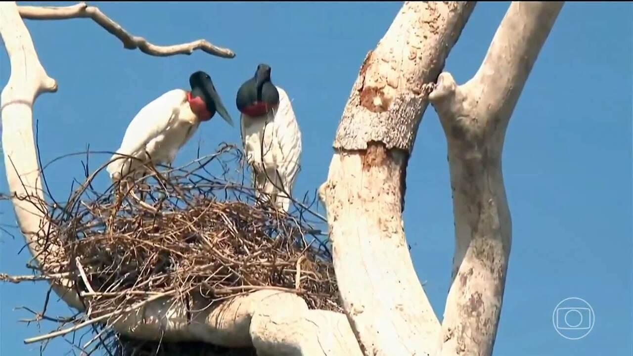 Ninho de Tuiuiu mobiliza bombeiros no Pantanal | Jornal Nacional | G1