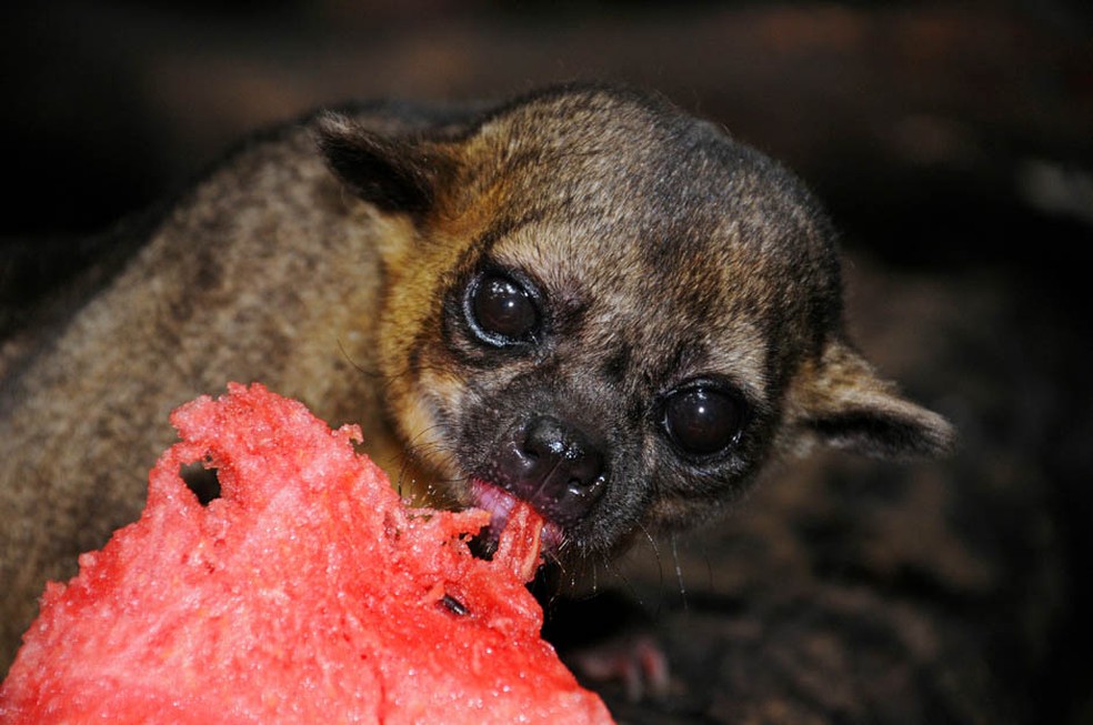 Espécie rara de mamífero é resgatada em via pública de MT - POCONÉ ONLINE