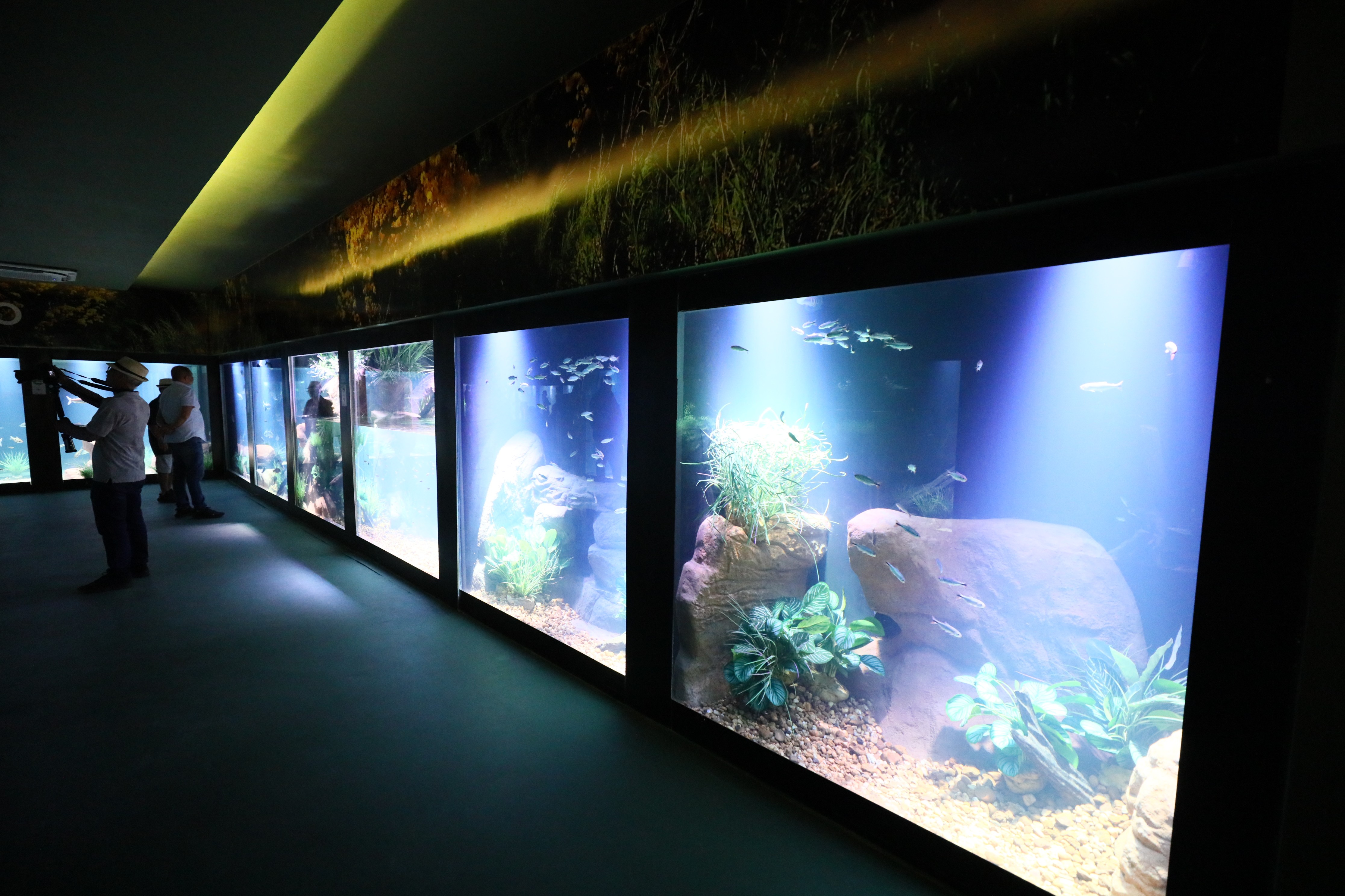 Aquário Municipal e Museu do Rio Cuiabá reabrem para visitação gratuita ...