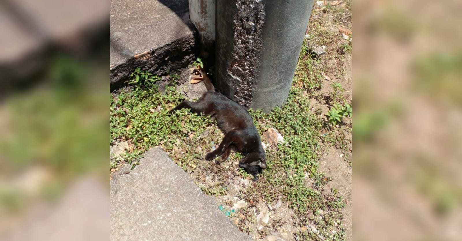 Gato preto é encontrado morto ao lado de poste de energia em Santarém e ...