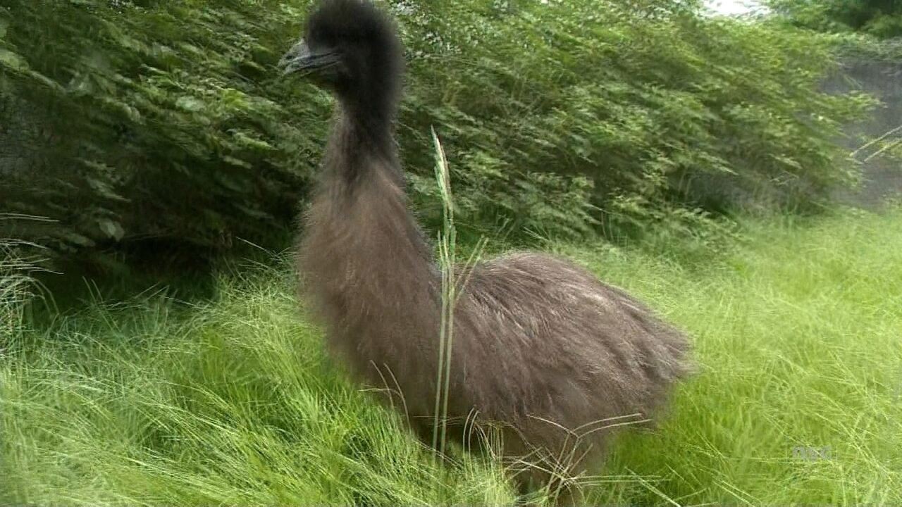 Filhote de emu nasce no zoológico de Balneário Camboriú e público pode ...