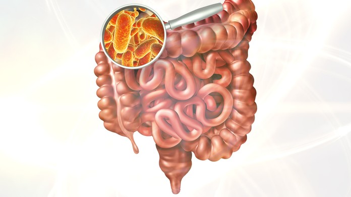 Imagem De Intestino Humano Intestino Humano 3d: Fotos, Imagens E