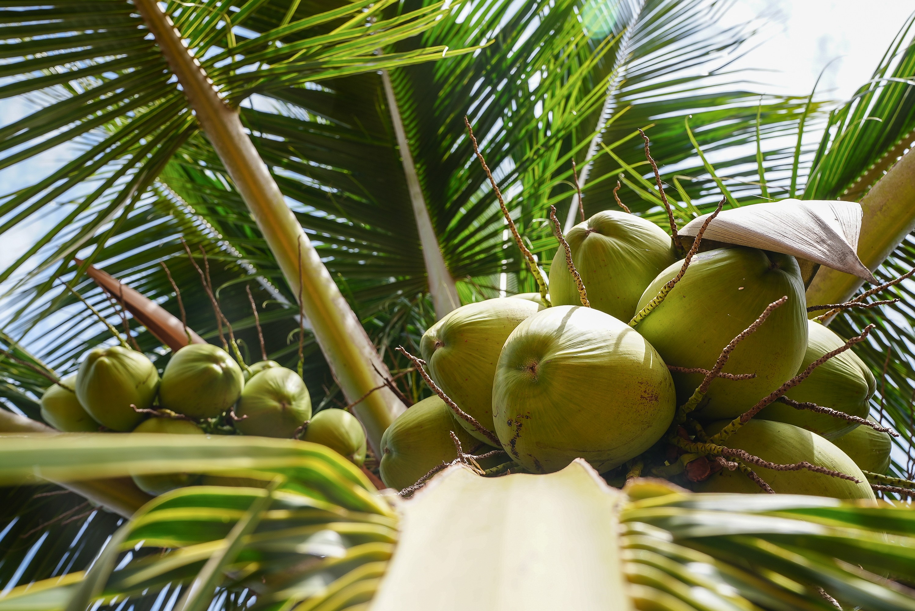 Água de coco não é tudo igual: veja quais tipos podem ser ...