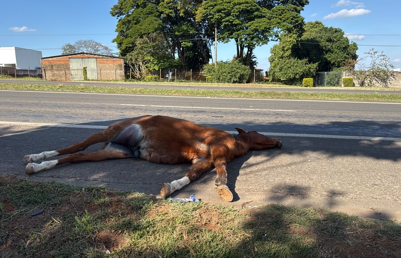 Cavalo morre após ser atropelado por caminhão em Piracicaba | G1