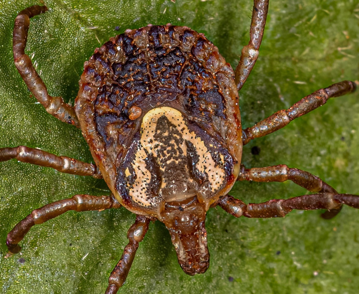 SP confirma mais 2 casos de febre maculosa; total de mortes no ano ...