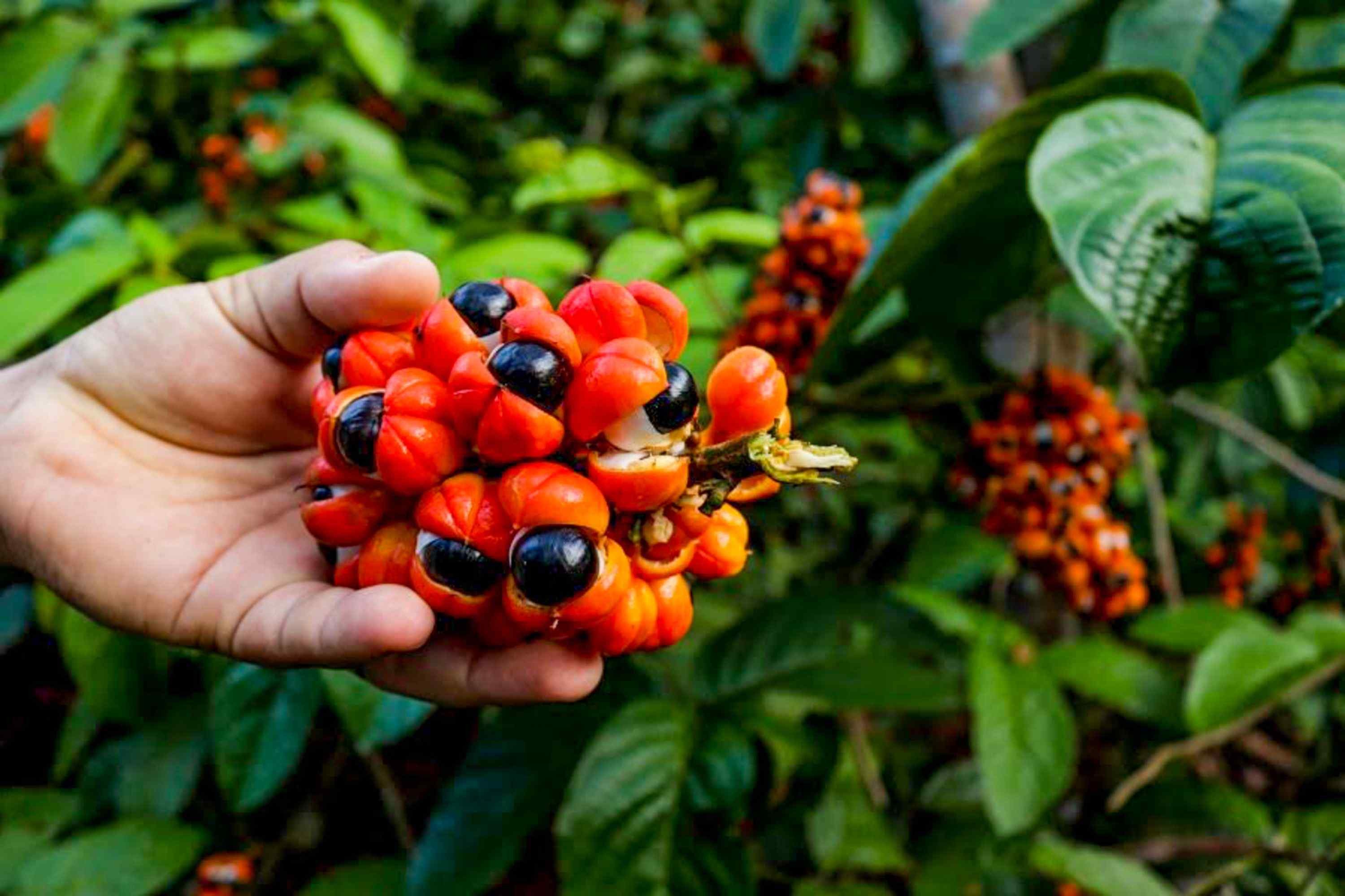 Quiz Cotuba: teste seus conhecimentos sobre a fruta guaraná | G1