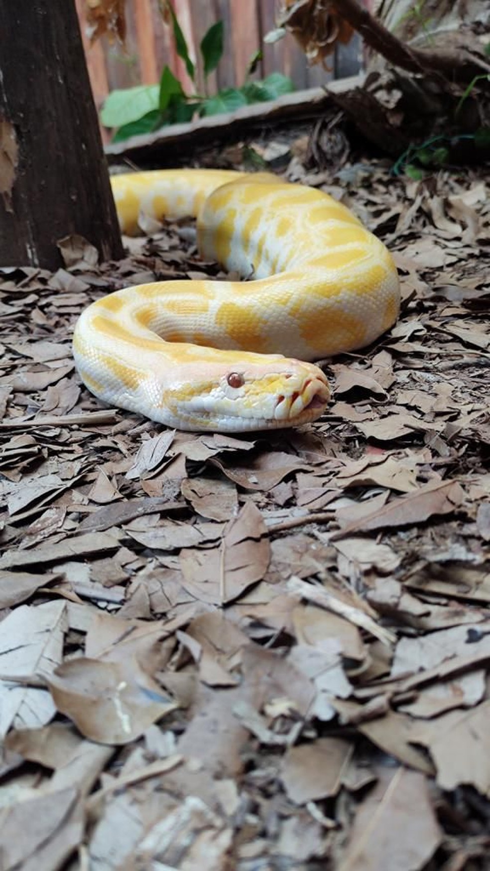 Píton albina resgatada em portão de casa em SC não pode ser devolvida à ...