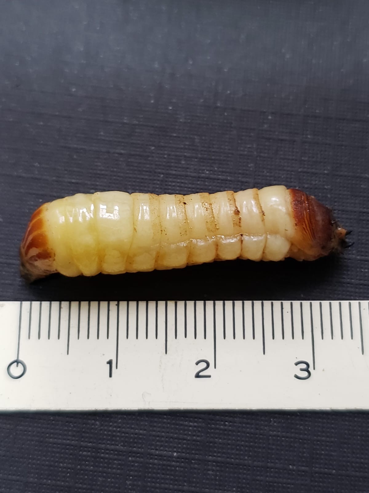 'Super mosca' gigante e rara é achada no litoral de SP e assusta ...