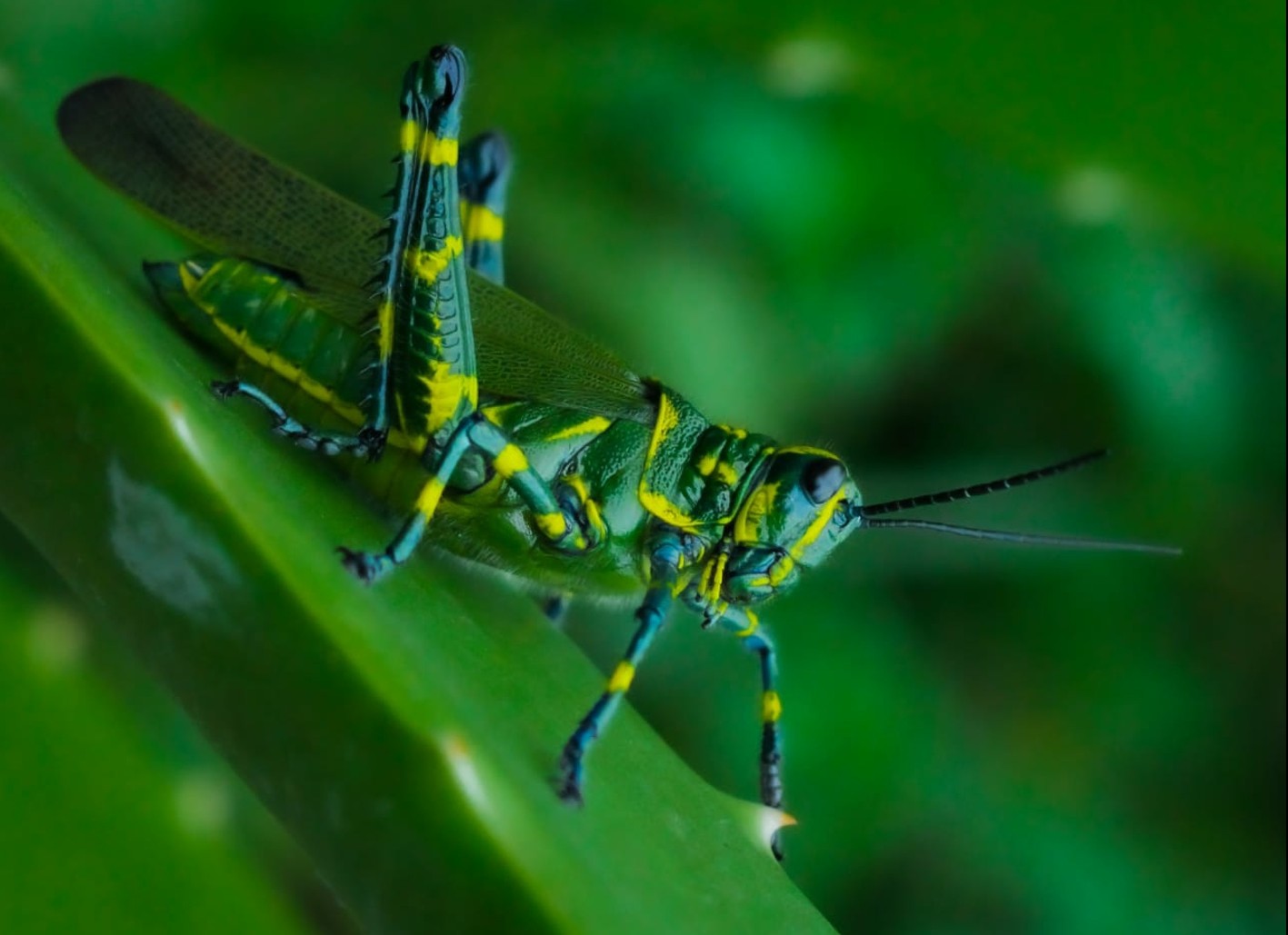 Termo 'grilagem' tem origem realmente na ação de grilos; Entenda | G1