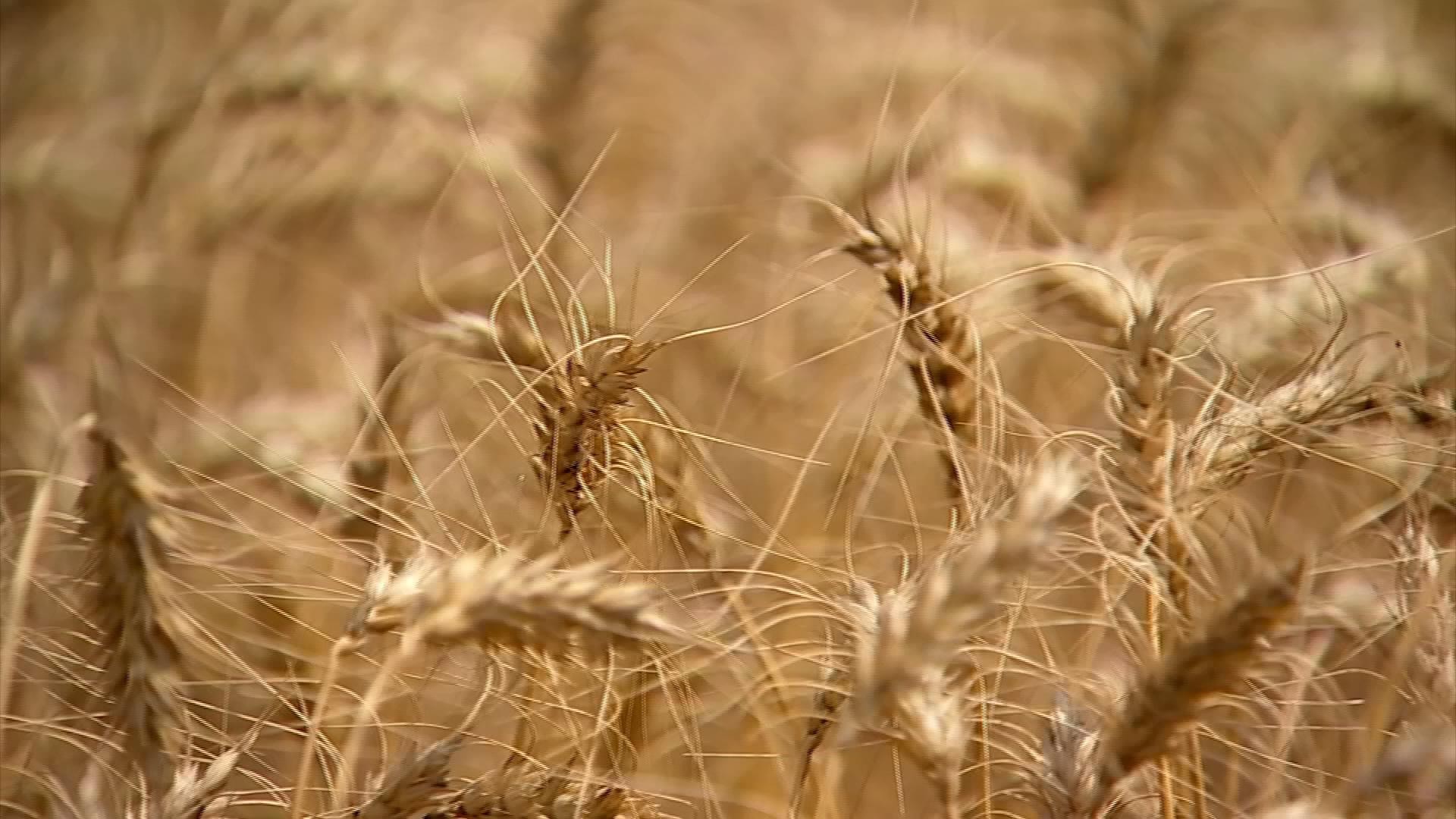Da ervilha ao trigo, os alimentos surpreendentes que podem causar ...