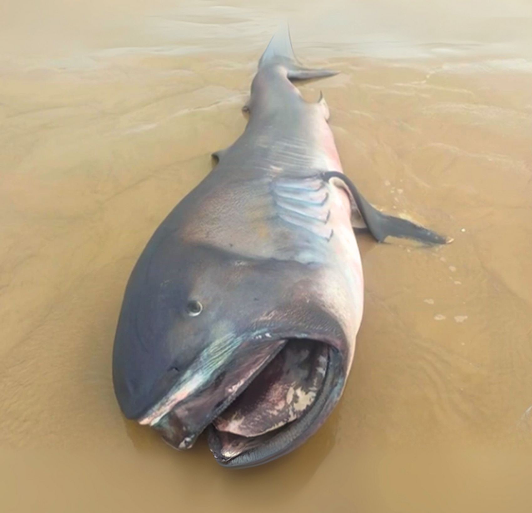 Tubarão Raro 'Boca Grande' será exposto no Projeto Tamar | G1