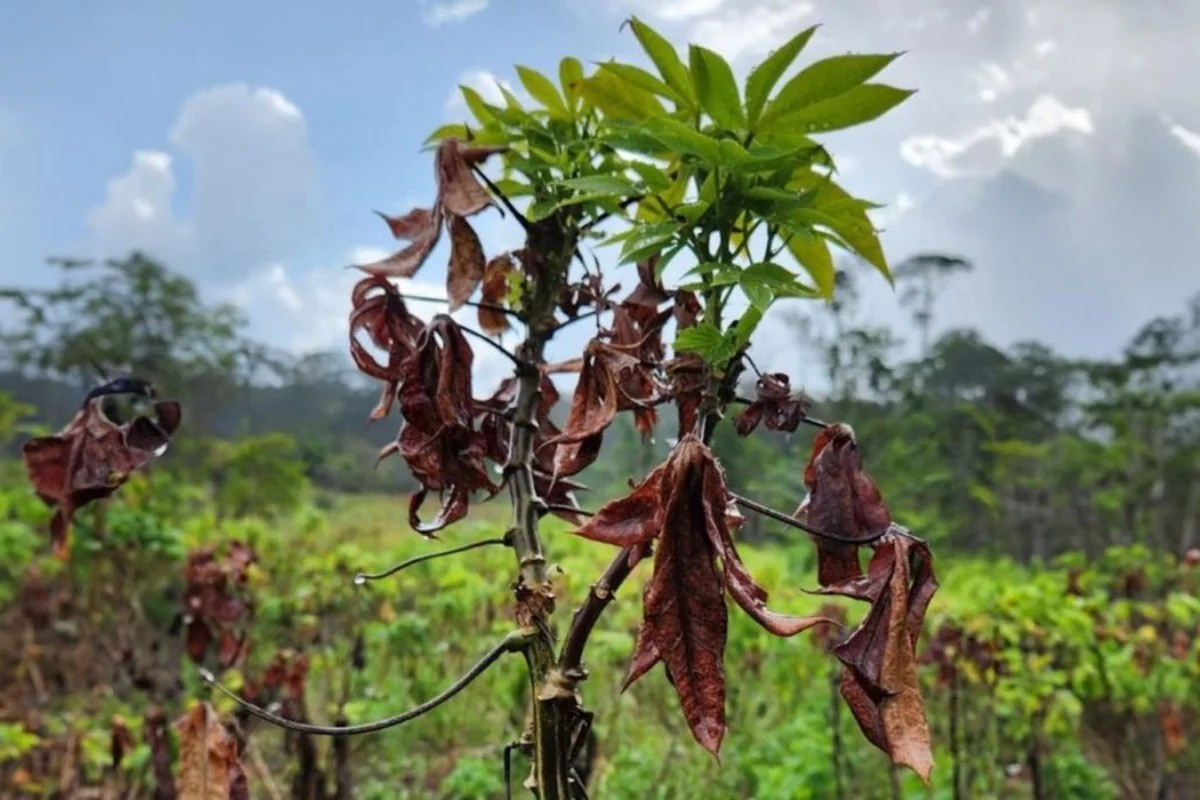Vassoura-de-bruxa ameaça lavouras de mandioca no Amapá