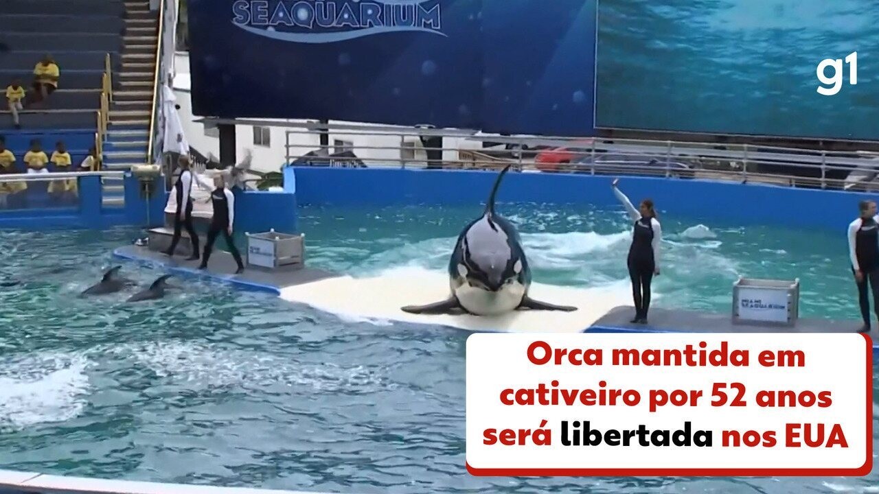 A triste história da orca Lolita, que vai retornar para o mar após 50 ...