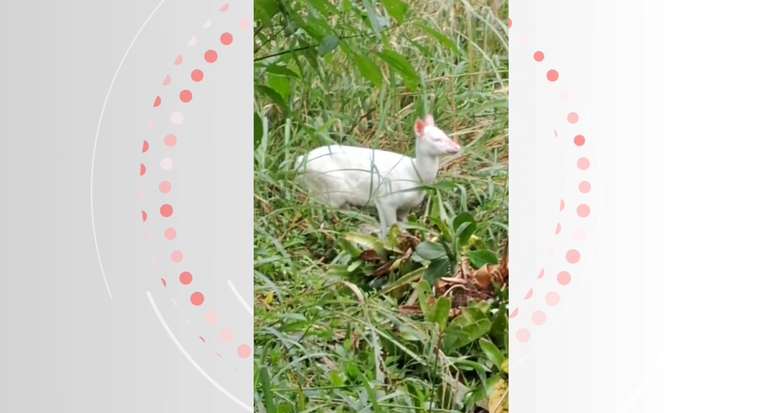 Aparições de veados albinos chamam atenção em SC e levantam debate ...