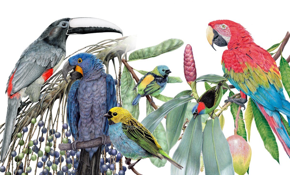 Biólogo de São Paulo divulga livro gratuito para ensinar ilustração em ...