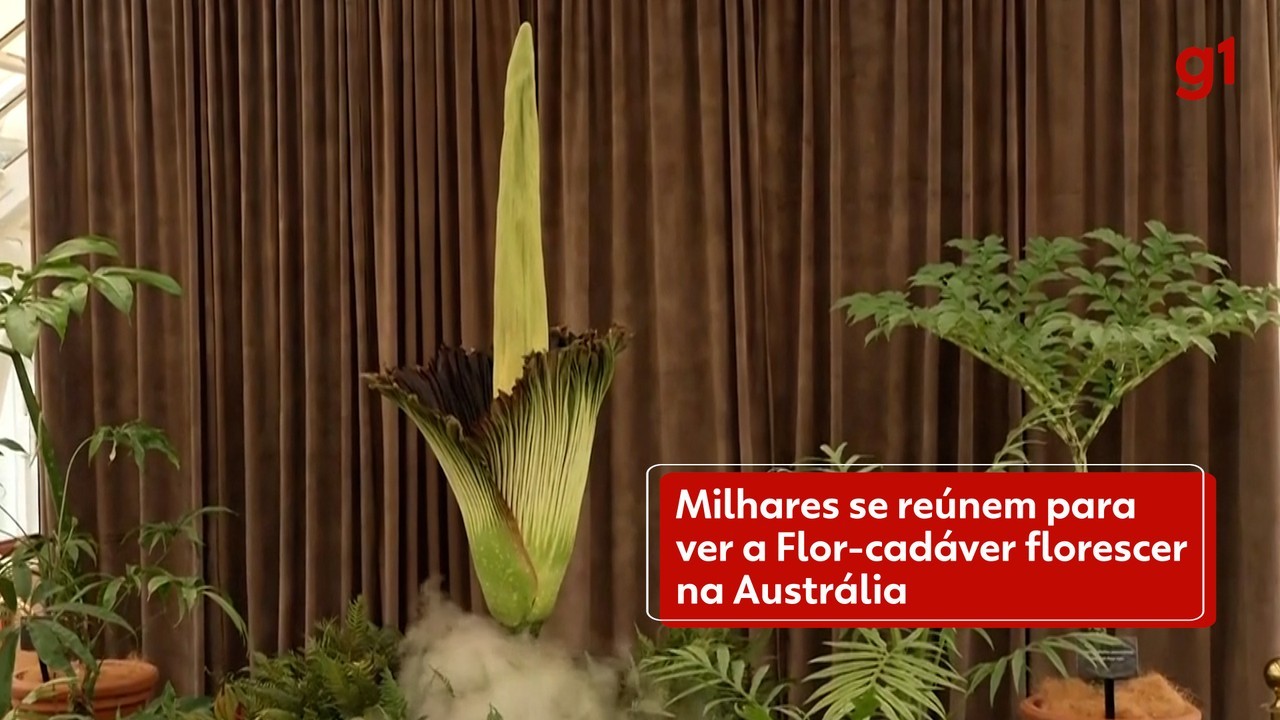 Flor-cadáver: milhares se reúnem para ver planta com cheiro de carne ...