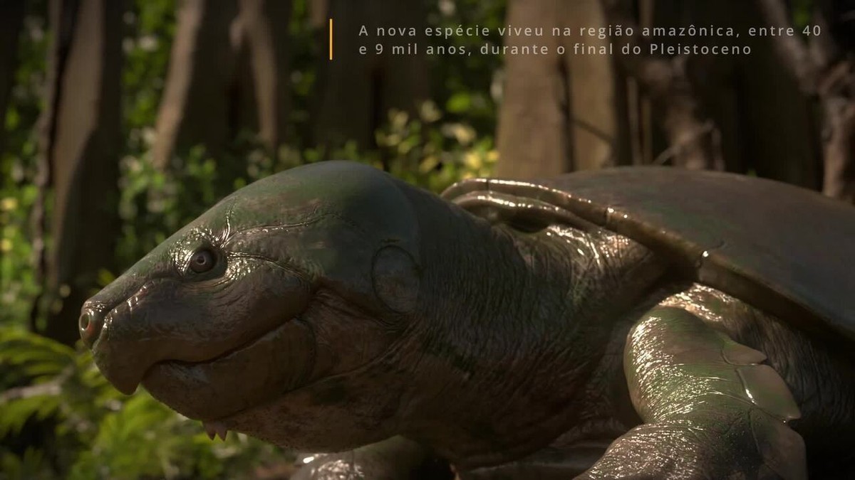 Pesquisadores descobrem nova espécie de tartaruga gigante pré-histórica ...