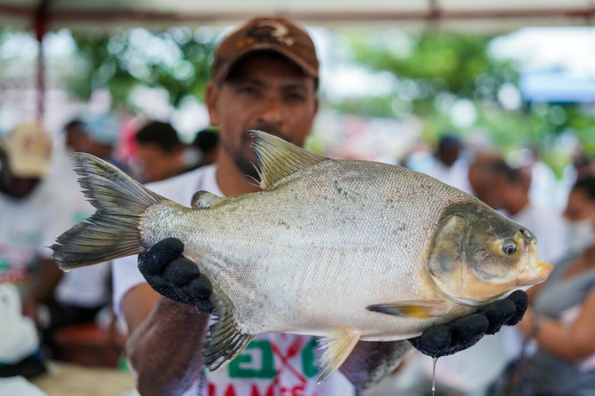 'Peixe na Mesa' oferta pirapitanga e tambaqui a R$ 15 o quilo em Macapá ...