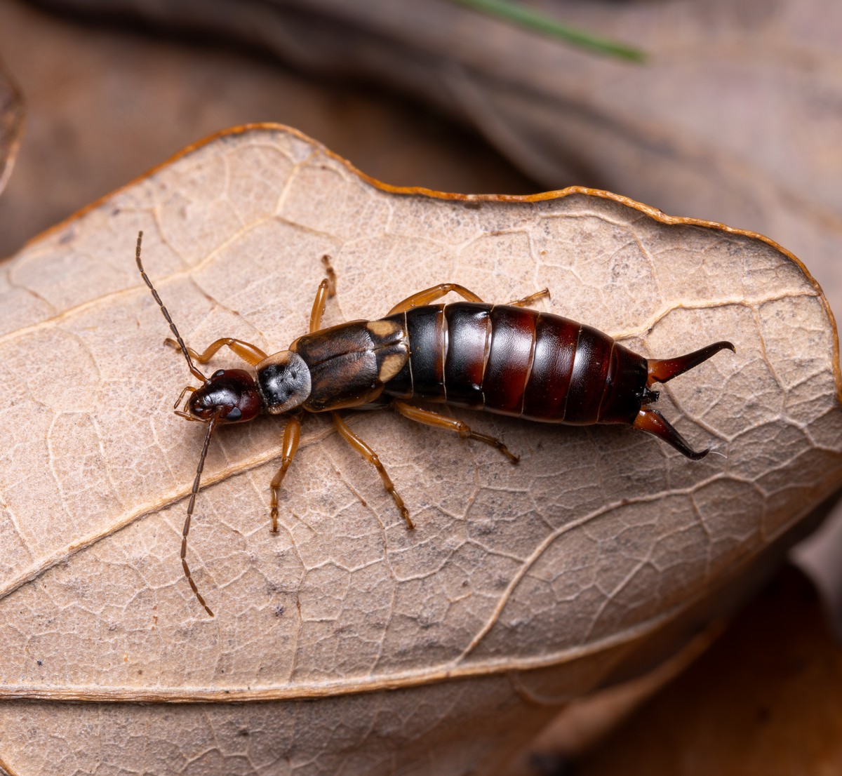 Vida de inseto: o que tesourinhas e baratas têm em comum? | Terra da ...