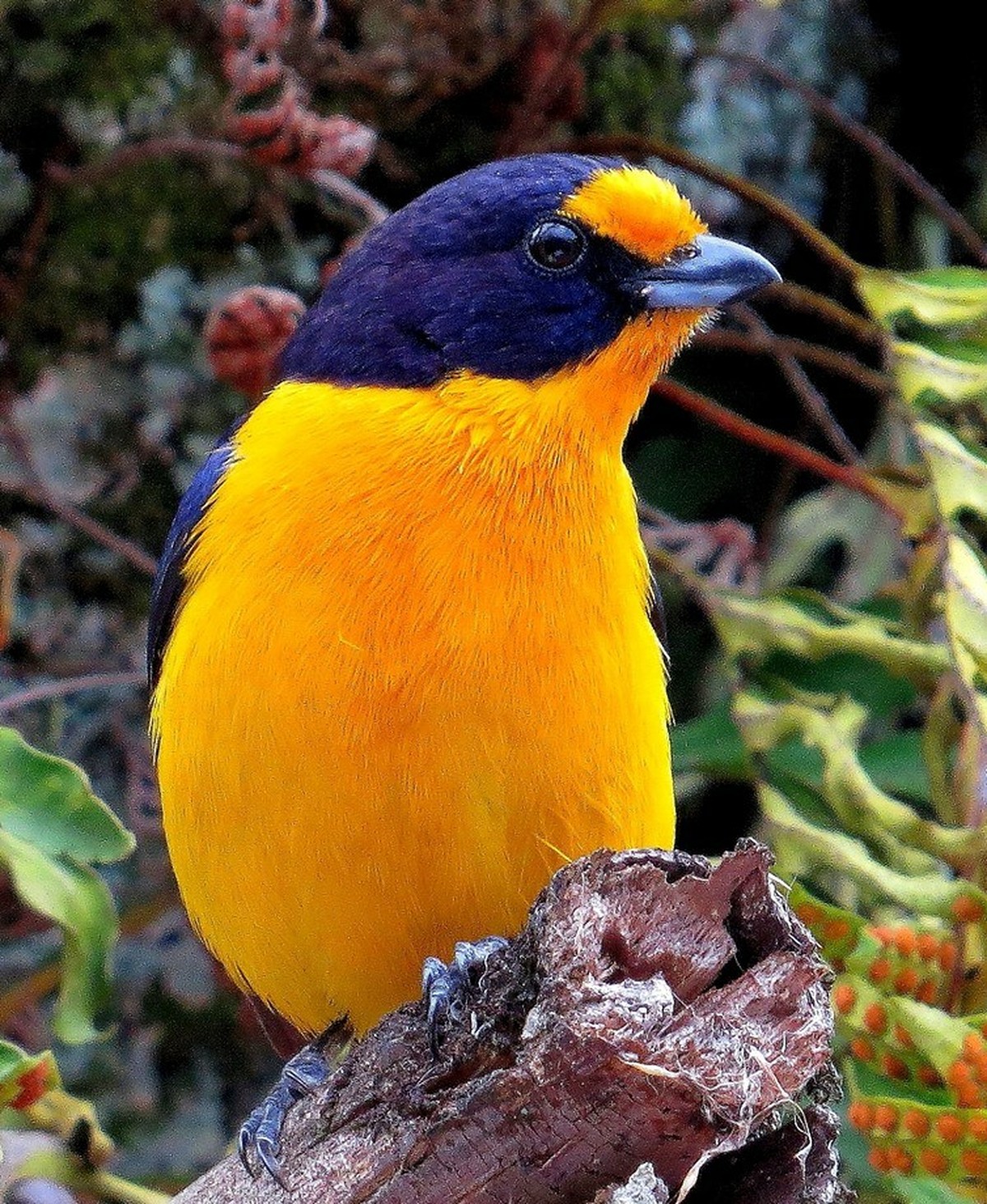 Exposição fotográfica apresenta aves registradas na cidade de São ...