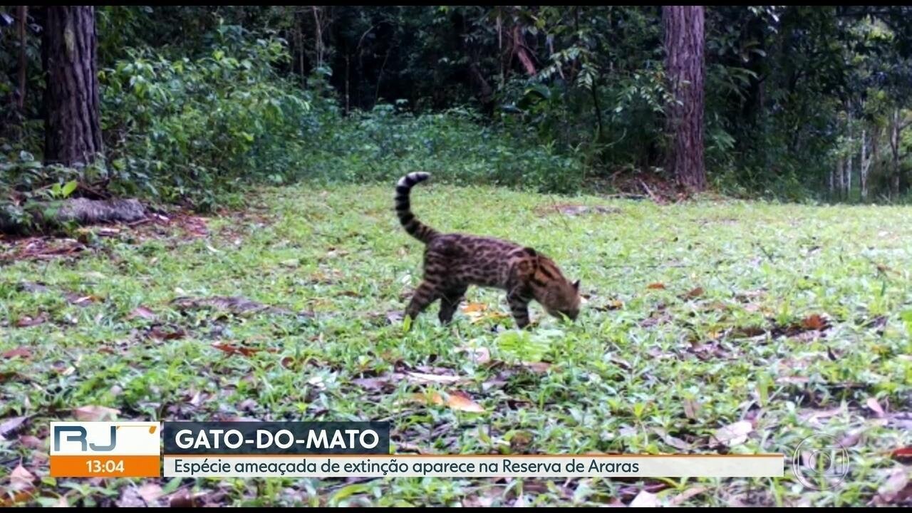 Gato-do-mato-pequeno, animal ameaçado de extinção, é flagrado em ...