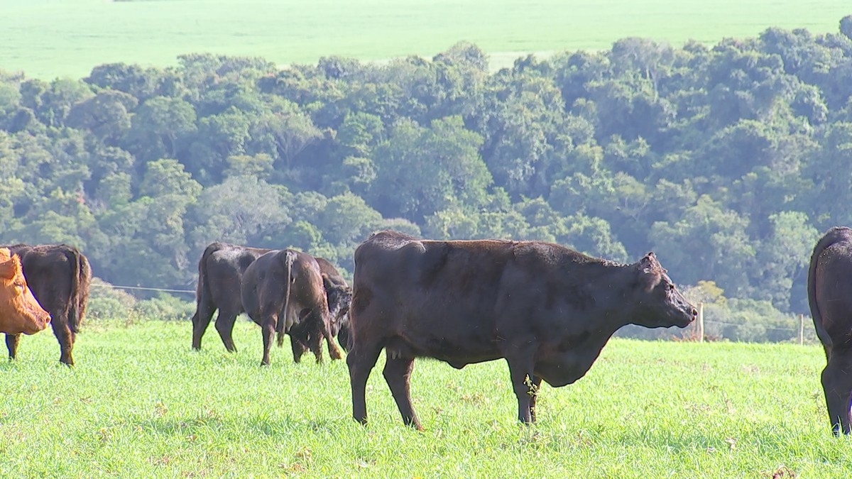 Angus é conhecido pela qualidade da carne | Nosso Campo | G1