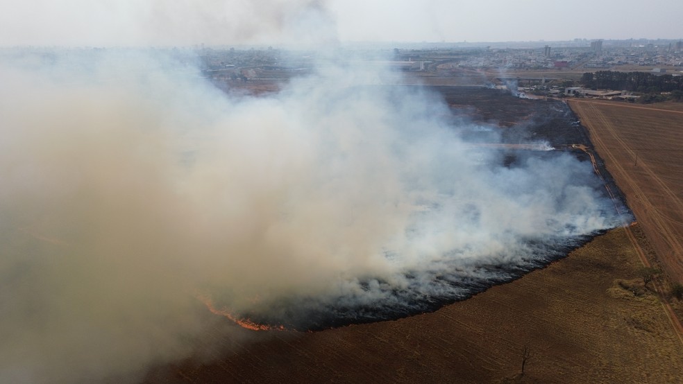 Enquanto nuvens de fumaça prejudicam a saúde humana, fogo arrasa fauna ...