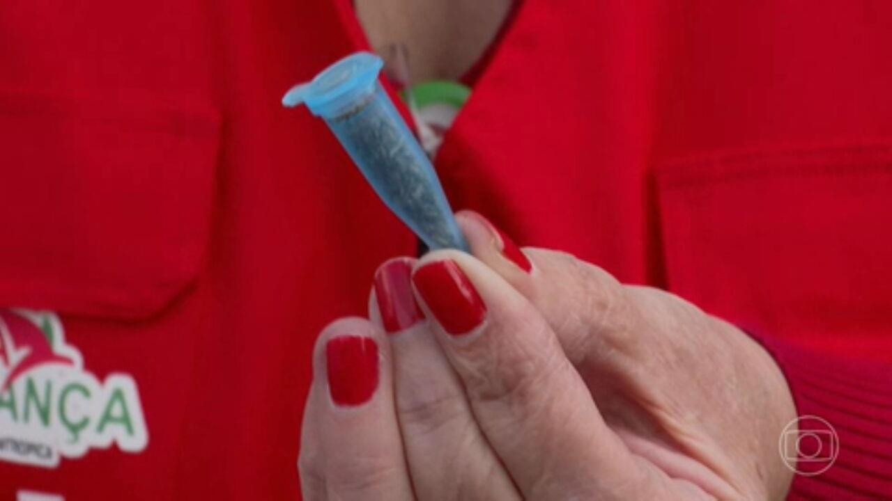 Droga com efeitos devastadores preocupa as autoridades de saúde ...