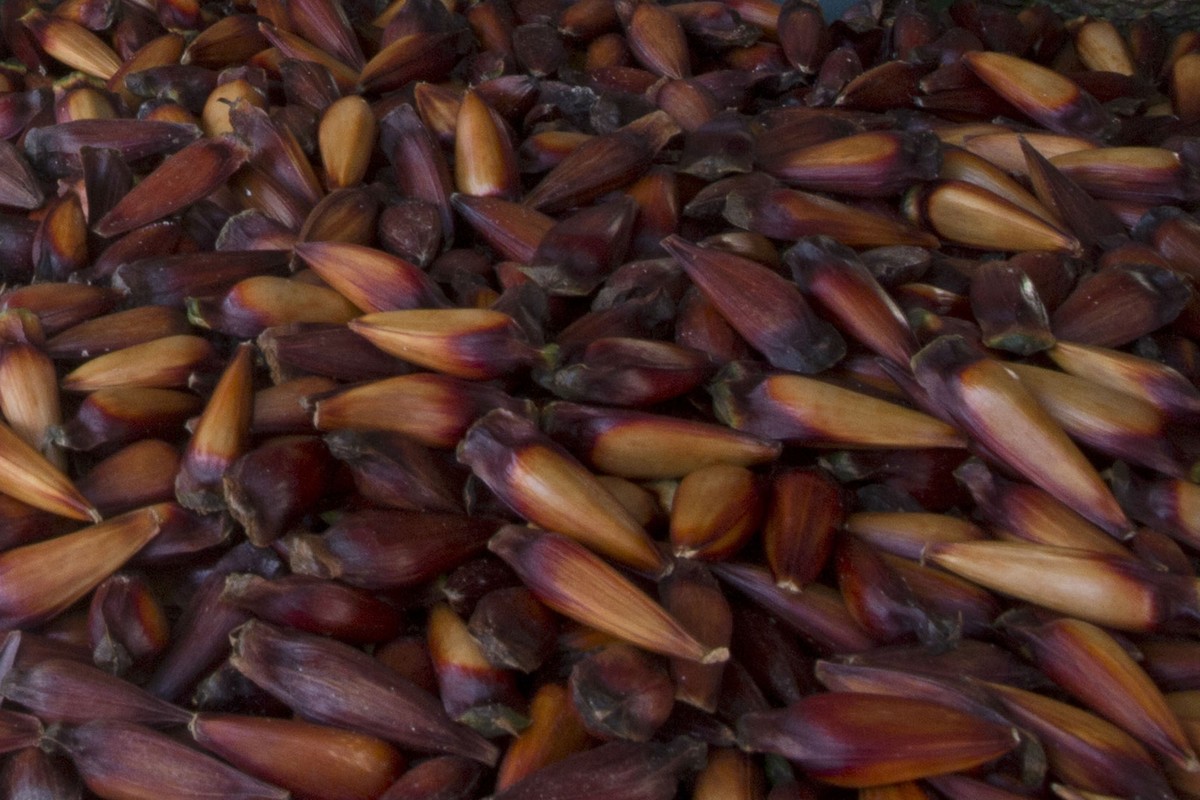 Festival Sabores do Pinhão começa neste sábado em Curitiba; veja ...