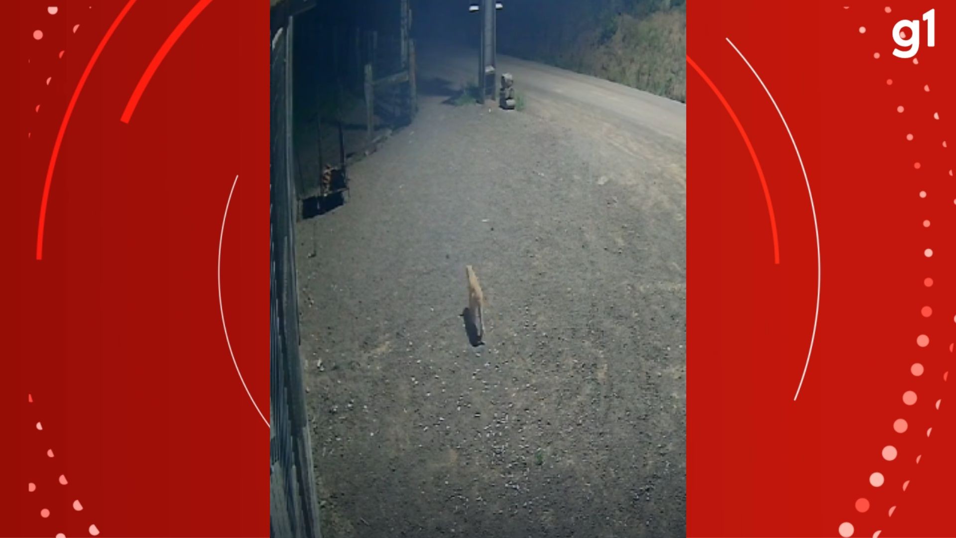 Câmeras de segurança registram felino em área rural do RS; prefeitura ...
