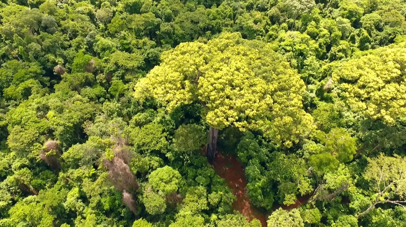 Gigantes da floresta: conheça os jequitibás do Brasil | G1
