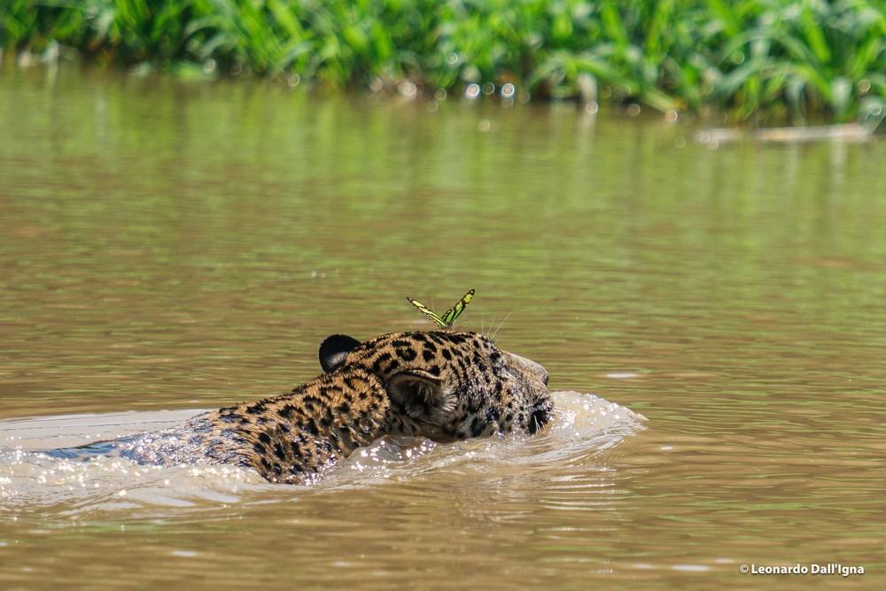 Biólogo flagra onça-pintada atravessando rio e levando borboleta de ...
