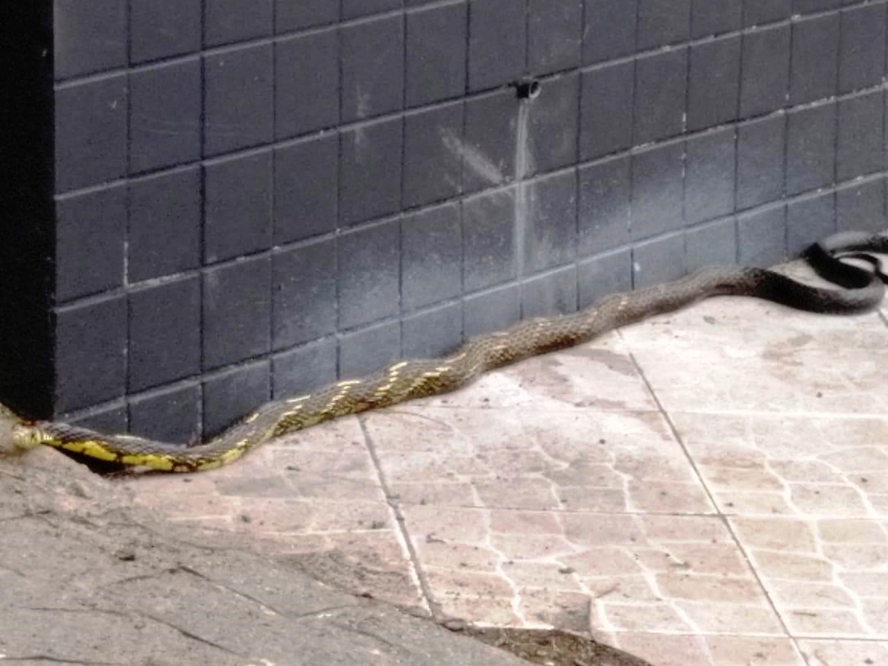 Cobra de quase 2 metros é flagrada rastejando em calçada no litoral de ...