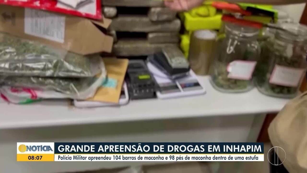 Polícia apreende 98 pés de maconha em 'laboratório' criado para ...