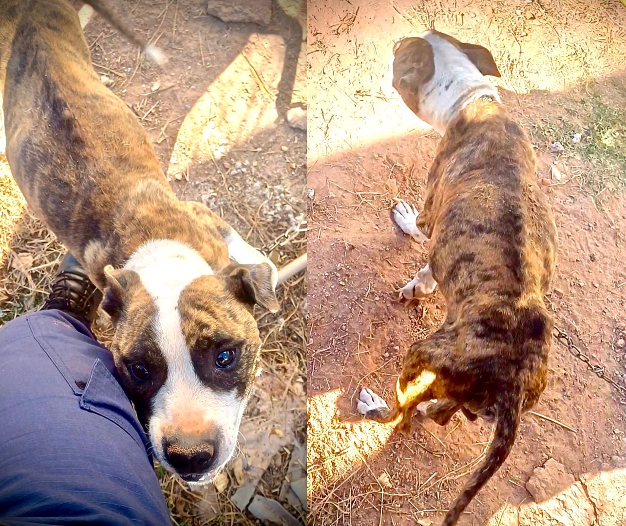 Pit bull é encontrado em situação de maus-tratos em Campo Limpo ...