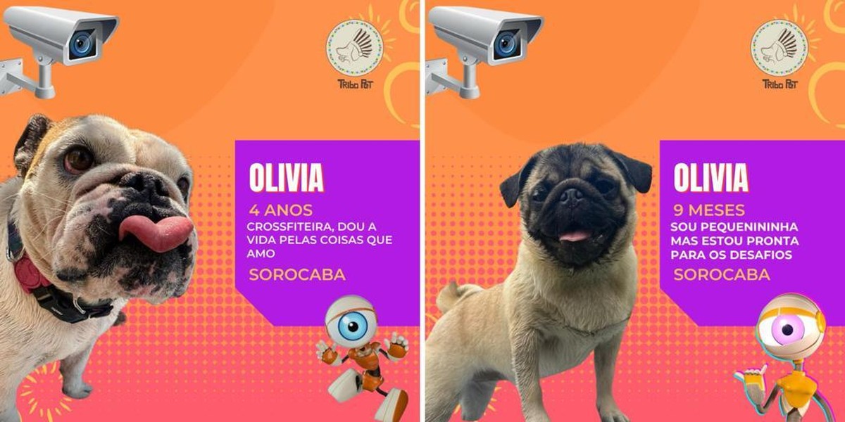 Hotel para pets cria ação inspirada no BBB para apresentar cães no ...
