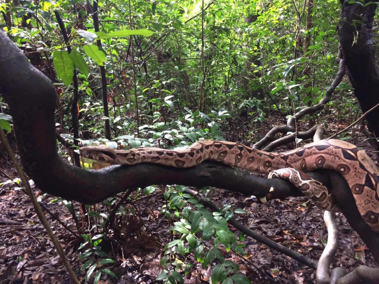 Entenda por que cobras têm aparecido em banheiros de shoppings no Ceará