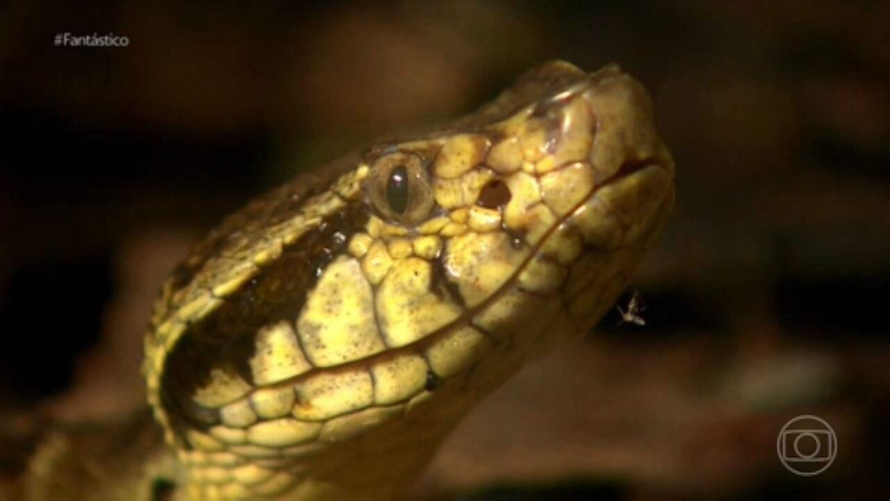 Entenda o que acontece com quem é picado por uma jararaca, como o homem ...