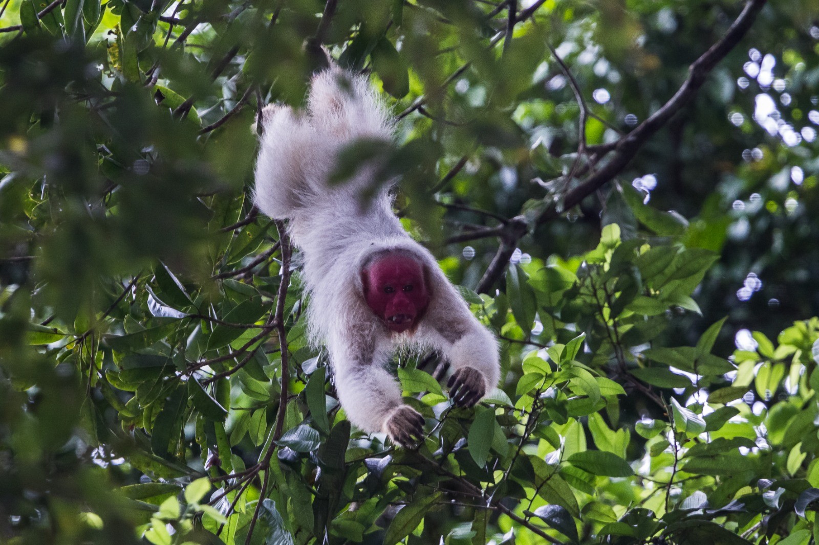 Brasil tem nova espécie de macaco exclusiva da Amazônia | G1