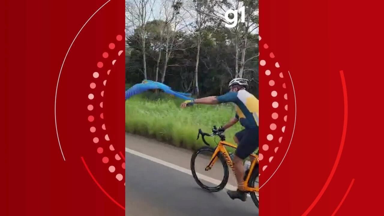 VÍDEO: arara-canindé é vista voando ao lado de ciclista durante ...