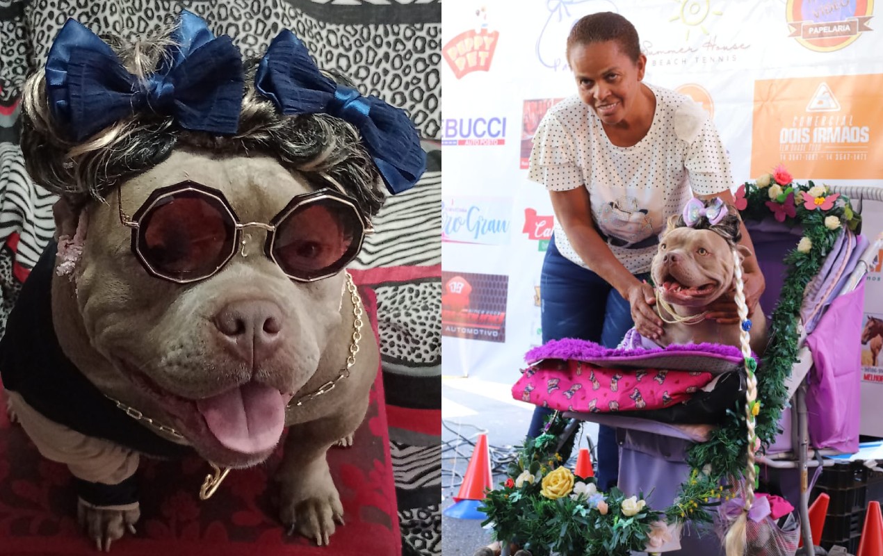 Cachorra ‘modelo’ tem mais de 10 mil seguidores nas redes sociais e faz ...