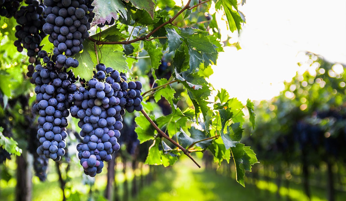 Malbec X Cabernet Sauvignon: diferenças e semelhanças | Guia do Vinho e ...