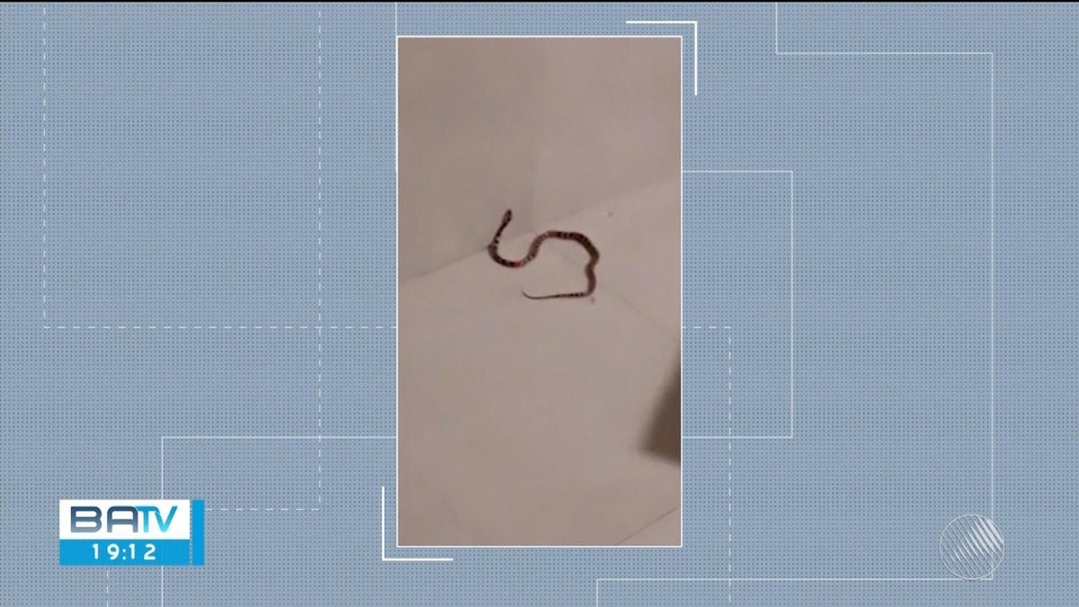 Cobra-coral é encontrada embaixo de sofá em posto do SAC na Bahia ...