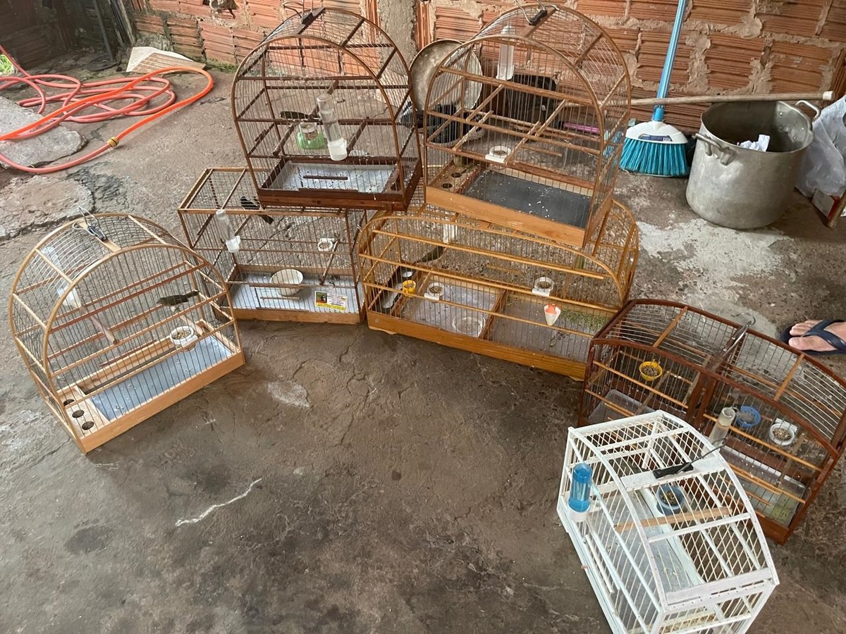 Polícia Ambiental encontra aves silvestres em sala de residência e ...