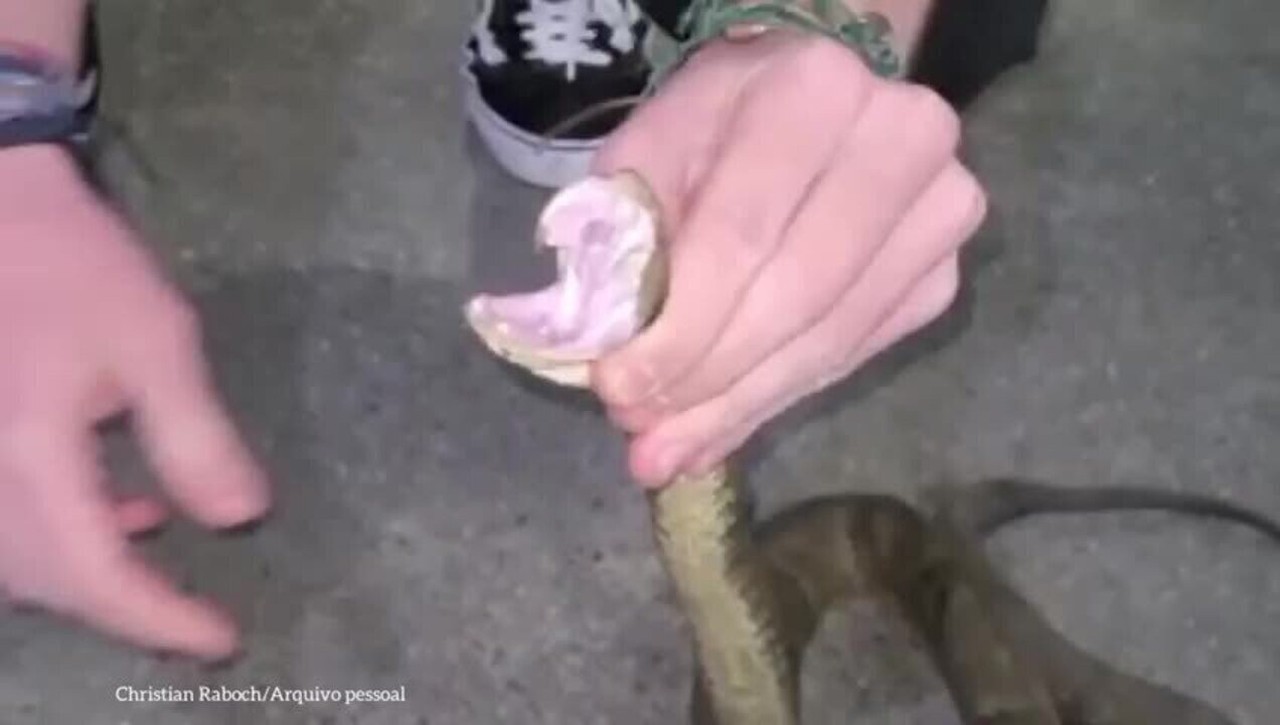 Jararaca de 1 metro é capturada com corda presa ao pescoço em SC ...