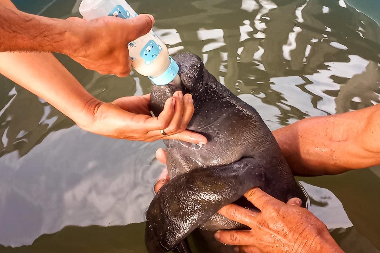 Ameaçada de extinção, filhote de peixe-boi é resgatada por ribeirinhos ...
