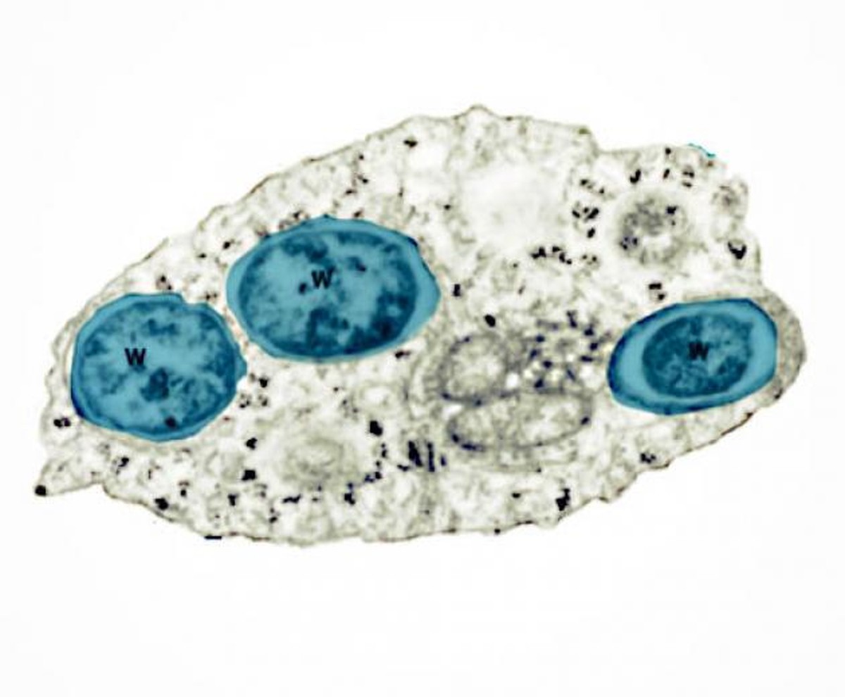 Wolbachia: bactéria inibe transmissão da dengue e outras doenças ao ...