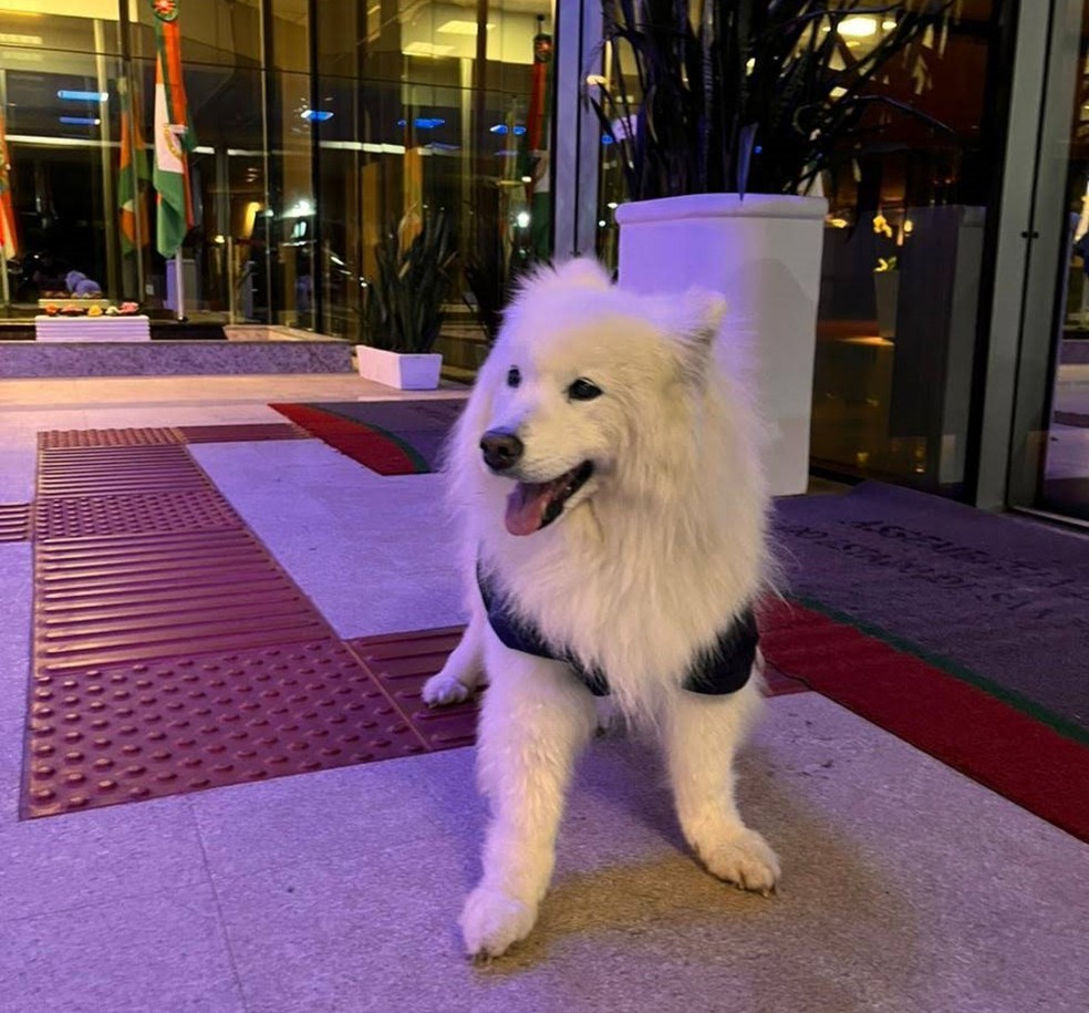 Morre Allanis, cachorra que inspirou leis de proteção animal na ALESC ...